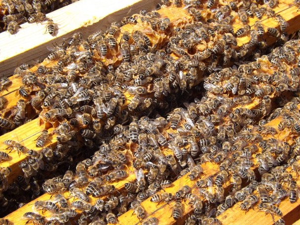 About – Northeast Bees